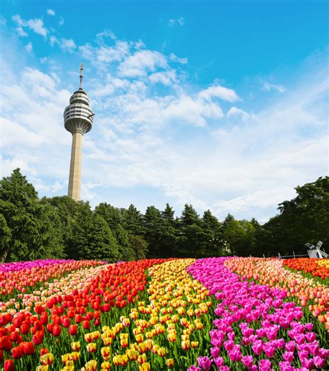 100만송이 초대형 튤립가든이랜드 이월드 튤립트래블 개최