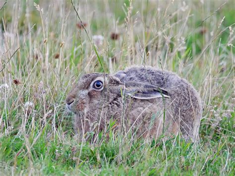 Brown Hare Priority Species
