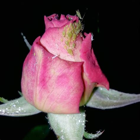 Terri Watson Youtube