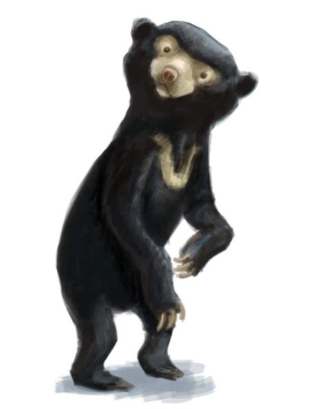 Sun Bear By Josh Sauerman