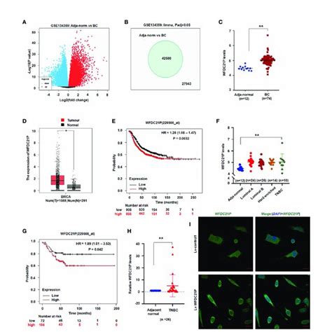 Expression Of Wfdc21p In Bc A Volcano Plot Of Lncrna Microarray