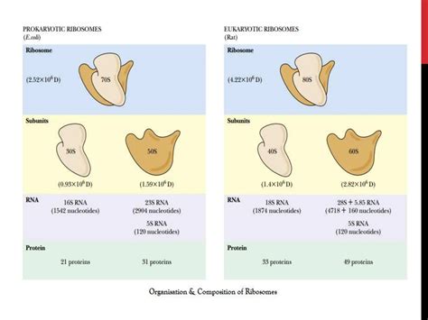 Structure And Types Of Rna Pptx