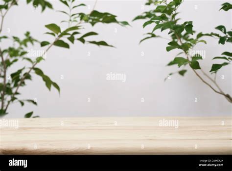 Empty Wooden Tabletop With Tree Branch Fresh Green Leaf White Space