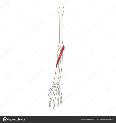 인간의 해부학 일러스트 스톡 벡터 ©submissionkr 624516882
