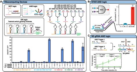 Rna Based Logic Circuits That Regulate Gene Expression In E Coli A Download Scientific