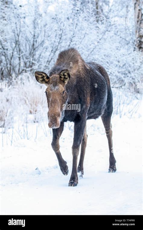 Arctic Moose In Snow