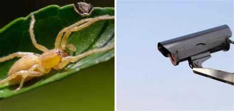 How To Keep Bugs Away From Security Cameras Useful Steps
