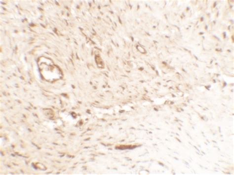 Spp1 Antibody Cat No 7443 Prosci