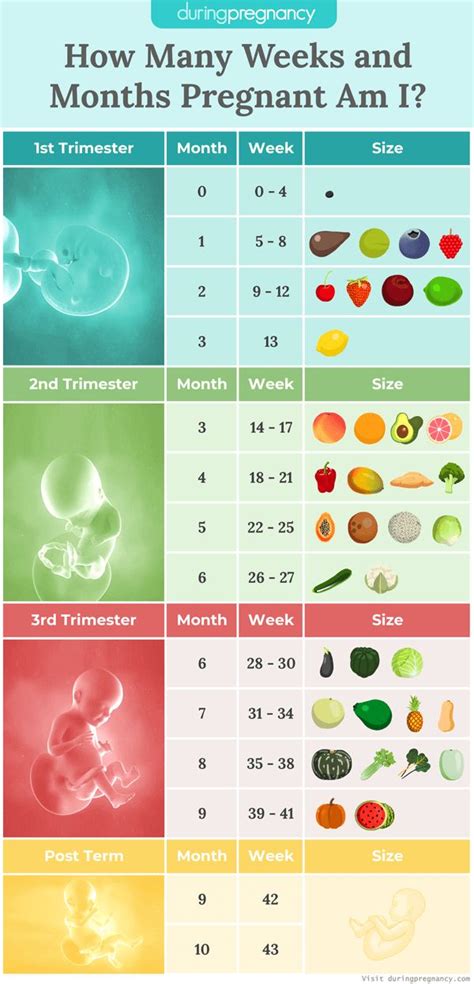 Pregnancy Chart Month By Month First Trimester Pregnancy Diet 1 To