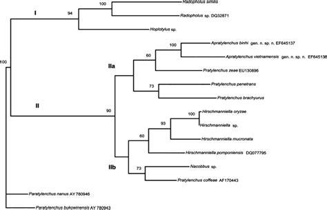 Maximum Parsimony Tree After Heuristic Search 1000 Replicates Using Download Scientific