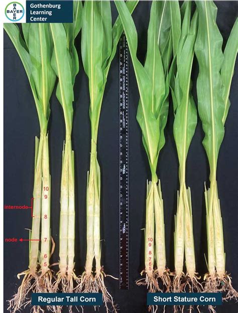 Shorter Corn Offers More Yield Potential