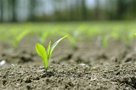 Seed Sector Commits To Crop Diversity All About Feed