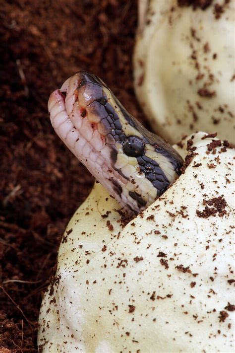 Ball Python Python Regius Captive License Image 70353979