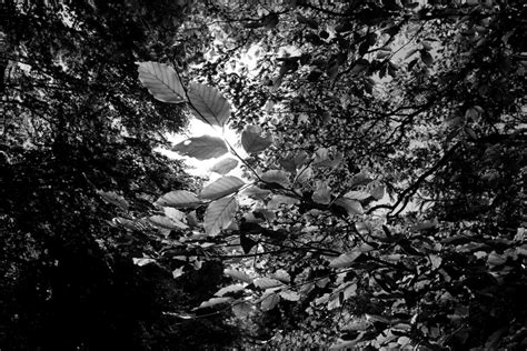 무료 이미지 나무 자연 숲 분기 검정색과 흰색 목재 화이트 사진술 햇빛 잎 꽃 가을 어둠 검은 단색화 Bw 검정 흰색 독일 알레 마니아