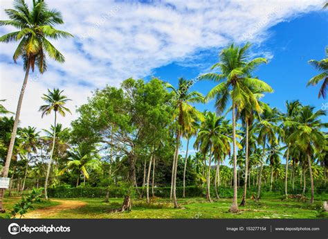 Tropical Palm Trees For Landscaping