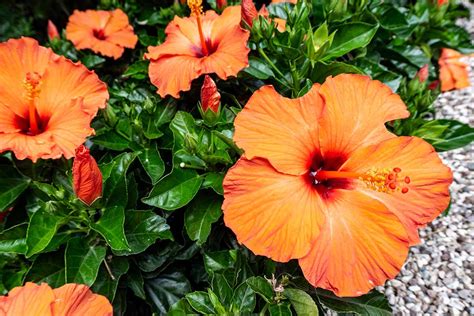 What Do Hibiscus Look Like In Winter Detroit Chinatown