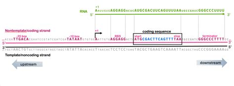 Gene Structure Chromosomes Genes And Traits An Introduction To