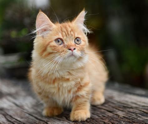 Munchkin Cats The Adorable Breed With Short Legs And Big Hearts Cat