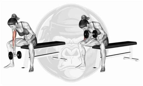 The 10 Best Short Head Bicep Exercises 2026 Jacked Gorilla