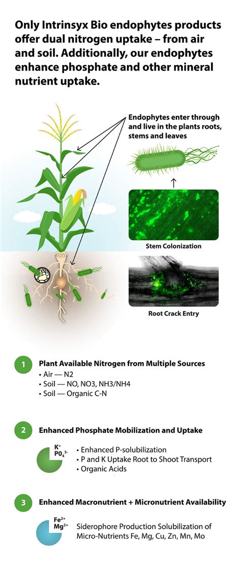 The Power Of Endophytes Intrinsyx Bio