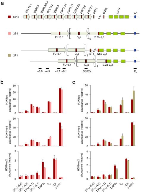 Histone Modifications At Unrearranged Upstream D H Gene Segments In Dj