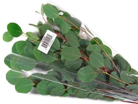 Trader Joes Eucalyptus Reviews Trader Joes Reviews