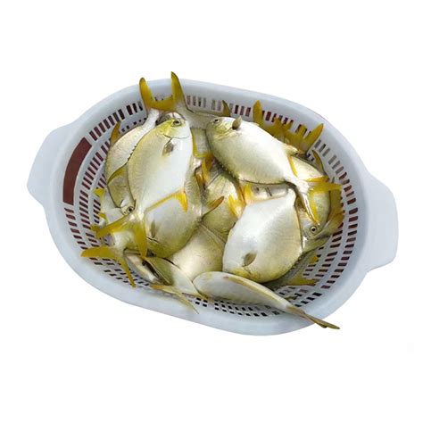 Frozen Golden Pompano Fish Golden Pomfret Fish China Taiseng Seafoods