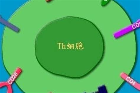 Th细胞 搜狗百科