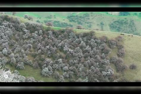 唯有春天的原野和自由，不可辜负 原野 自由