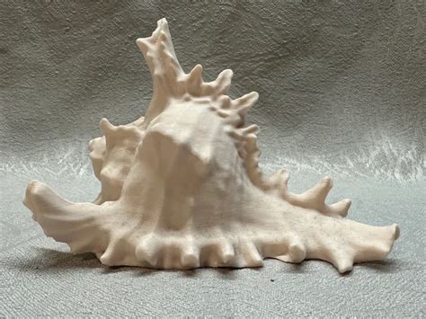 Large Shell Big Shell Aquarium Terrarium By Talvor Makerworld Download Free 3d Models