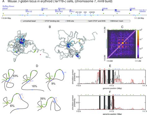 Cis Interactions Of The β Globin Locus A Browser View Showing Genes In