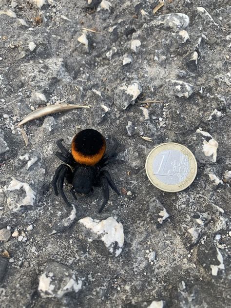 Pretty Spider I Found By The Road Rinsects