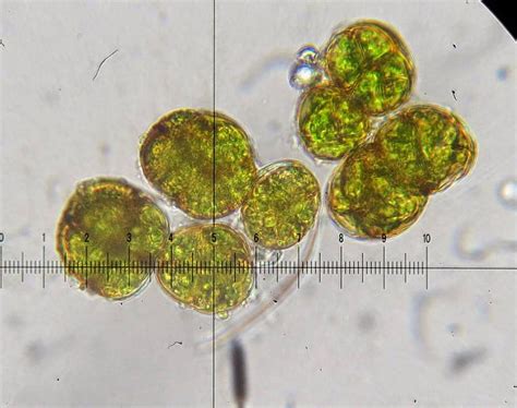 Bryo Bits Didymodon Rigidulus At Carlingnose