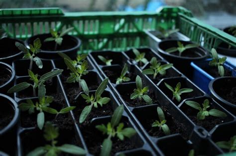 Premium Photo Tomato Seedlings