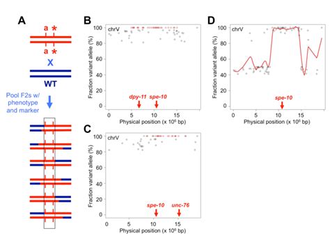 Mapping Of Mutations Linked To Markers A Mapping Strategy The Strain