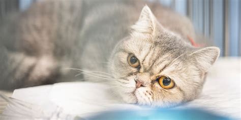 Cat Flu Symptoms Causes Treatments For Feline Upper Respiratory