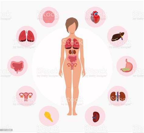 인간의 해부학 장기 시스템 다이어그램을 가진 여성의 몸 의학 시각 교육 원조 학습 가이드 교육 개념 인체에 대한 스톡 벡터 아트 및 기타 이미지 Istock