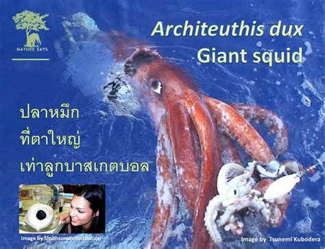 Nature Says ชอบกินปลาหมึกกันรึเปล่า 🦑