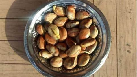 Manfaat Biji Nangka Bagi Kesehatan Serta Resep Resepnya