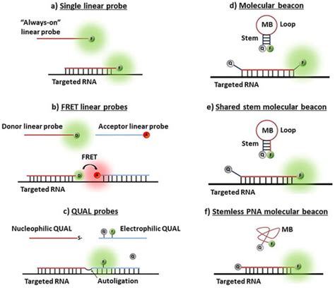 Oligonucleotide Probe Nucleotide Probes What Are Probes