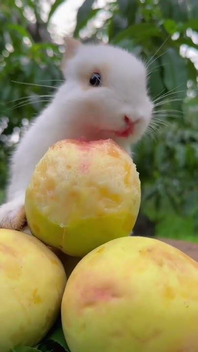 ارنب كيوت Youtube