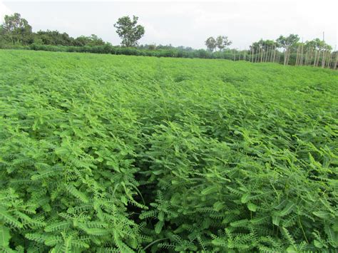 Đẩy Lùi Chứng Táo Bón Hiệu Quả Nhờ Vị Thuốc Nhuận Tràng Phan Tả Diệp