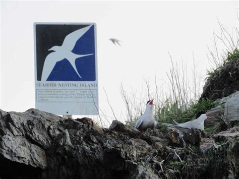 The Maine I Love — Stacey Keefer Maine Boats Homes And Harbors