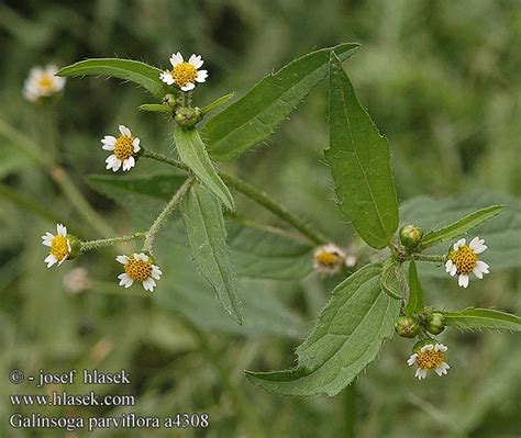 Picão Branco Galinsoga Parviflora