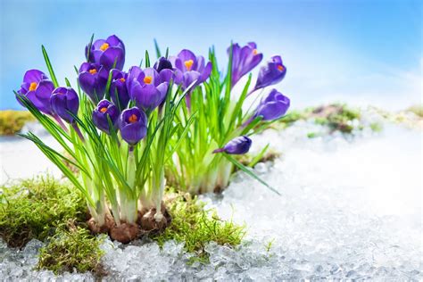 spring coming earlier than it has in 124 years