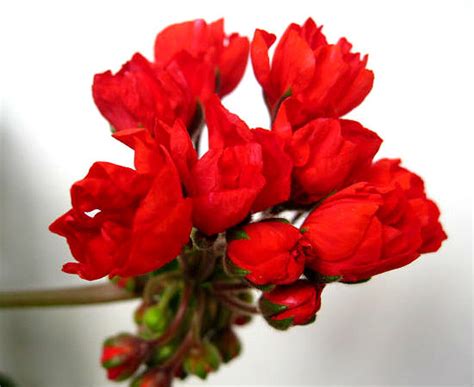 Пеларгония Carmen Andrea