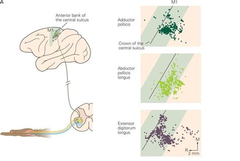 Voluntary Movement The Primary Motor Cortex Neupsy Key