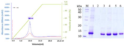 Purification Of Espc Through Ni 2 Affinity Akta Fplc System Download Scientific Diagram