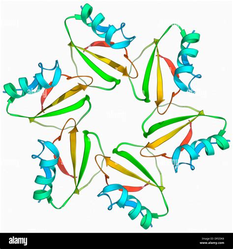 Structure Of Chymotrypsin
