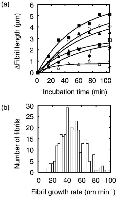 Kinetics Of 2 M Amyloid Fibril Growth A Fibril Length Versus
